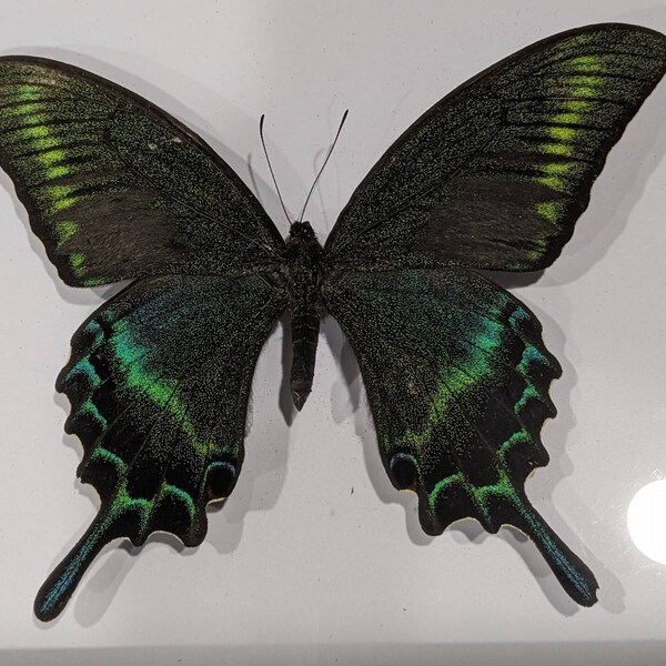 Real Sunset Moth, Urania Ripheus in a Black and White Shadowbox Frame ...