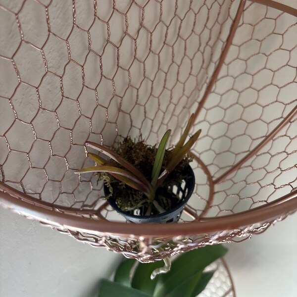 Dendrobium Popeye 4" Pot Orchids From Hawaii - Etsy