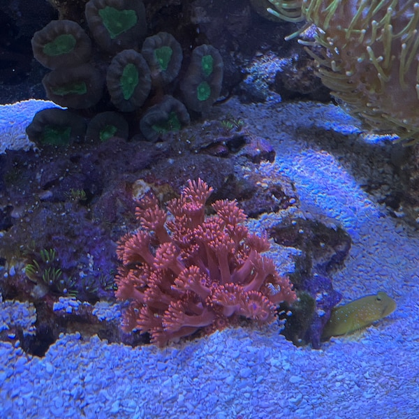 Bicolor Frogspawn Coral Frag Saltwater Aquarium Corals - Etsy
