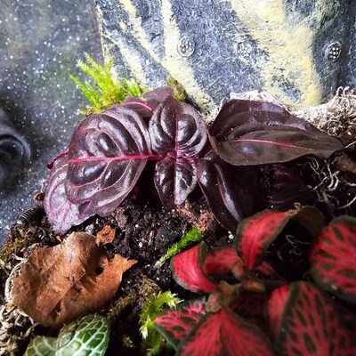 AZALEA REDMOOR ROOTS Terrarium Supplies Decorative Roots Terrarium ...