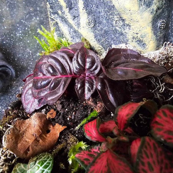 IRESINE HERBSTII BLOODLEAF | Intense Deep Purple Plant 6cm Pot ...