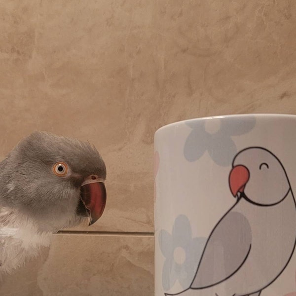 Cute Caique Sticker | Parrot Stickers, Cute Bird Stickers, Birb Laptop ...