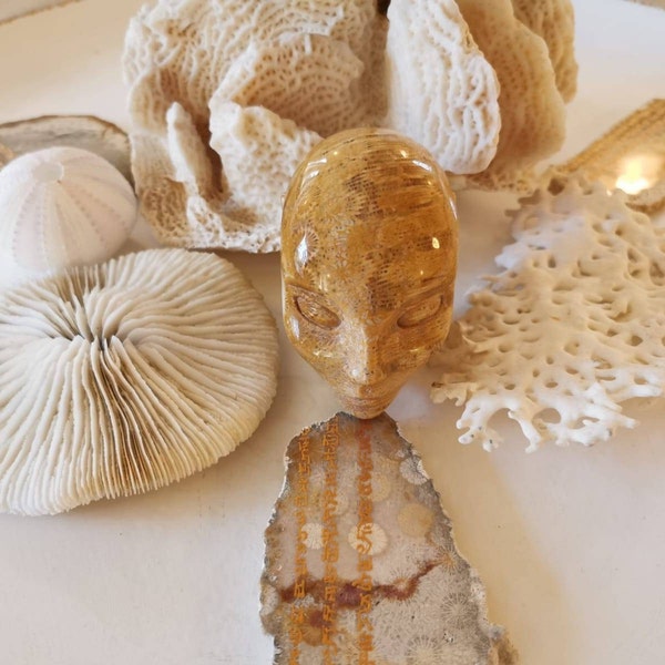 Skullis Crystal Skull, Five Poisons 5.2 Carnelian Carved Crystal Skull ...