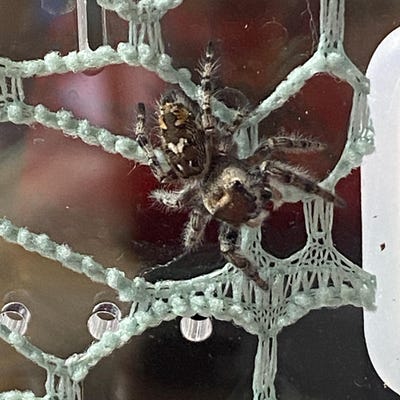 DIY Bundle Jumping Spider Enclosure Decor mini Accessories Wood Ledges ...