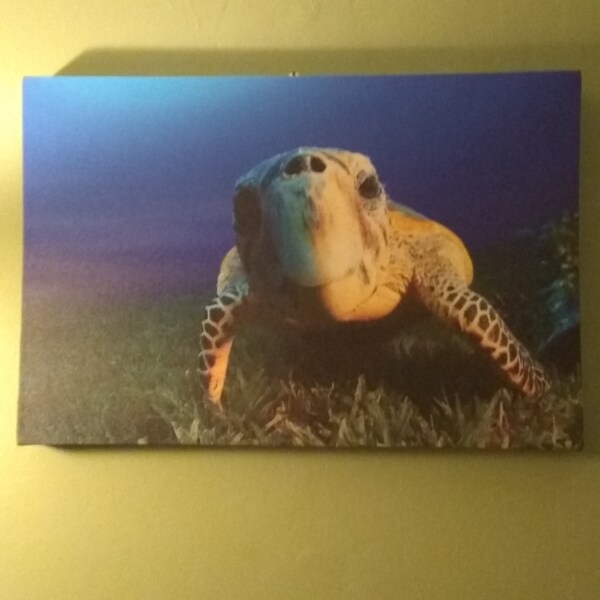 Turtle Decor Sea Turtle Animals Decor Atlantic Ocean Life Sealife Print ...