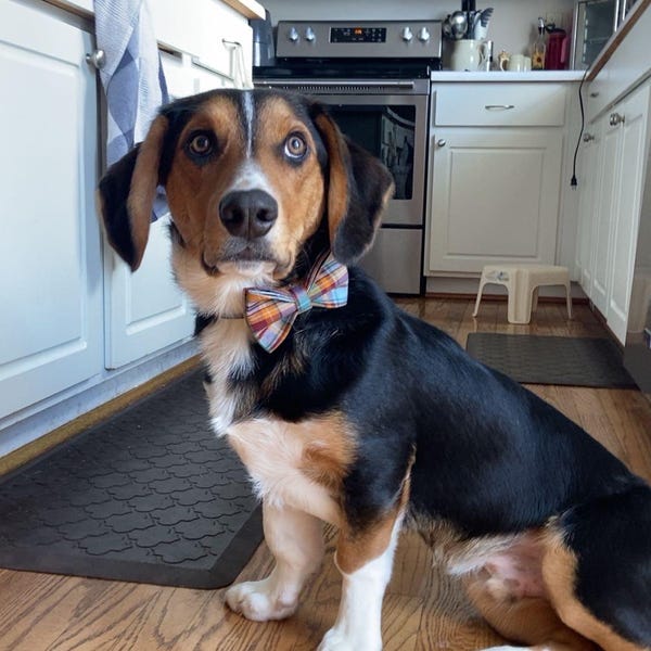 Custom Tartan Personalized Dog Collar, Matching Dog Bowtie, Dog Leash ...