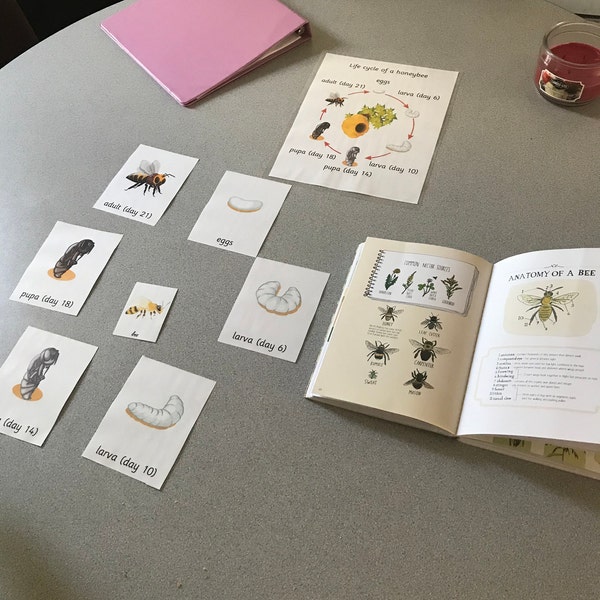LIFE CYCLE of a HONEYBEE • 7 Montessori Cards • Flash Cards ...