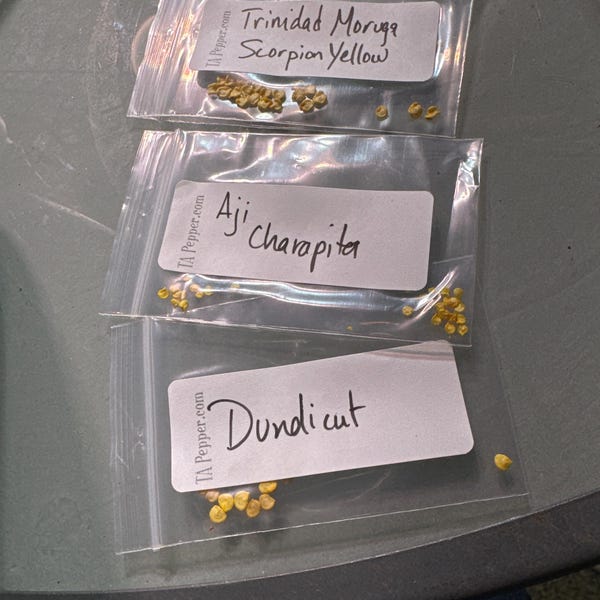 25+ Dundicut Pepper Seeds -isolated -padded Envelope Shipping, Tracking ...