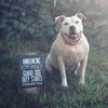 PRINTABLE Announcing Baby Guard Dog Duty Chalkboard Pregnancy ...