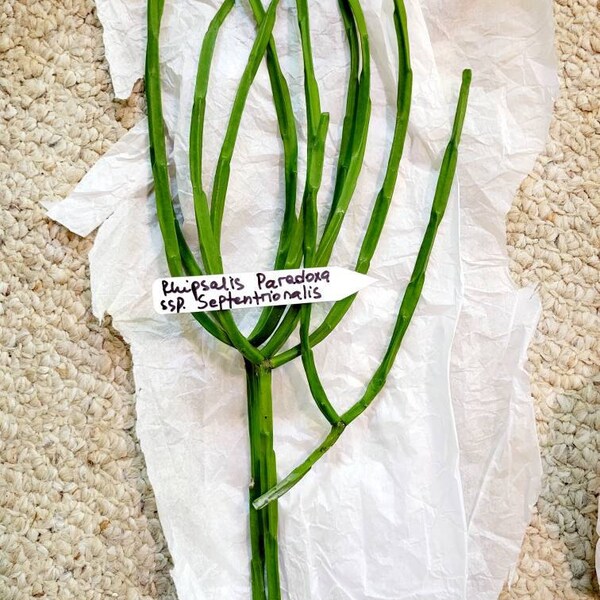 Rhipsalis Bacifera Ssp. Mauritiana ferrari 4 Unrooted Cuttings - Etsy