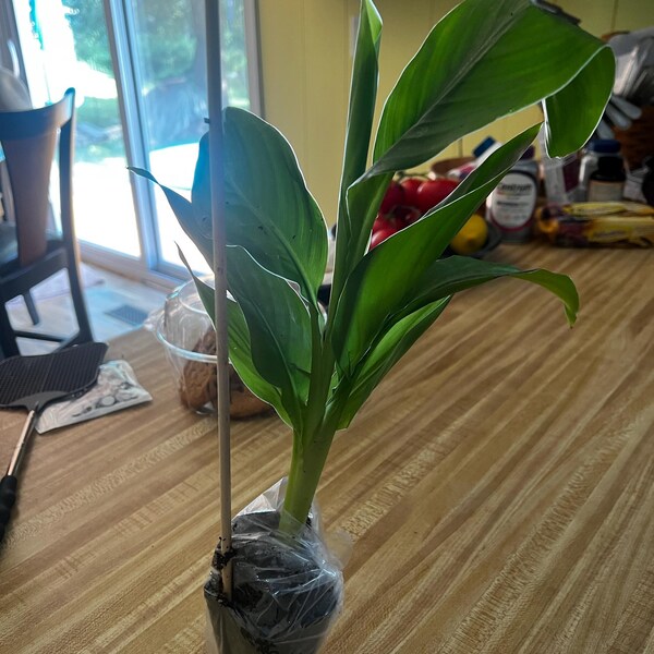 Athens Blue Princess Glory Bush Plant~~tibouchina Urvilleana~small ...