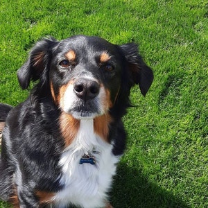 Dead Lift Sticker, Funny Vinyl Sticker, PREMIUM Quality, Laminated ...