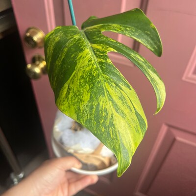 Copper Plated Sycamore Leaf. Copper Electroformed Leaf With Force ...