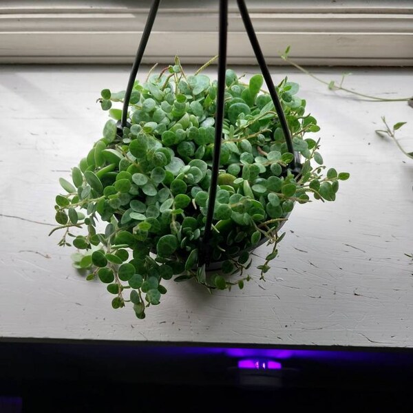 String of Turtles, 4 Inch Hanging Basket, Peperomia Prostrata, Turtle ...