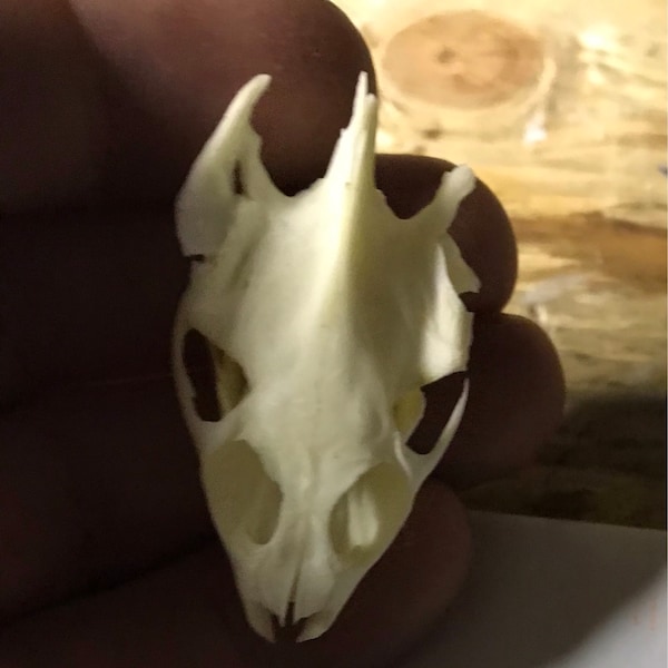 Exquisite Real Soft Shelled Turtle Skull Bone Specimen After Cleaned ...