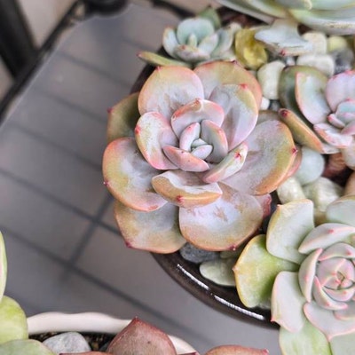 Echeveria Caviar/ Pachyphytum Caviar Imported Succulent - Etsy