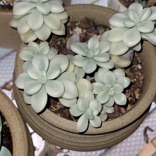 Graptopetalum Ellen Variegated-succulent - Etsy