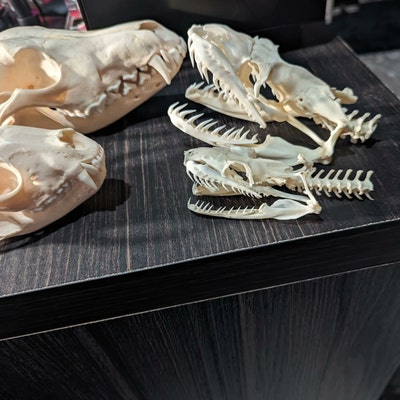 Real Lionfish Skeleton, Dendrochirus, Fish Taxidermy, on Display Base ...