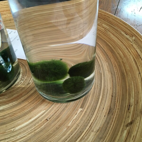 Large Java Moss Ball for Terrarium Planted Tank Live Aquarium ...