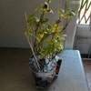 At Last® Rose. 2019 Rose of the Year. Live Potted Plant - Etsy