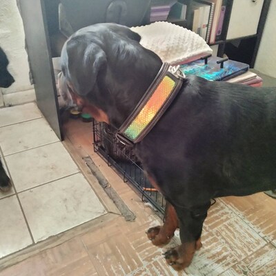 Bestia™ Genuine Leather hektor Harness. Rivet Design. Soft Padded With ...