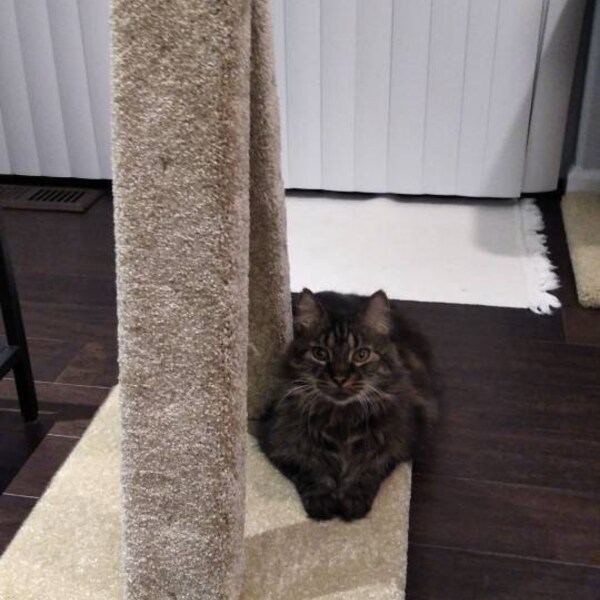 A-frame Cat Scratch Post/scratching Post/cat Scratcher/kitten/scratcher ...