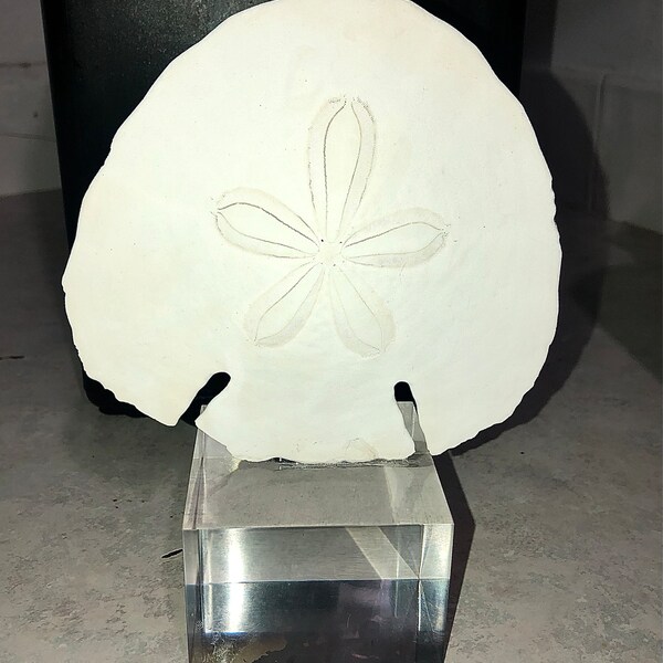 TRILOBITE Fossil Medium - Etsy