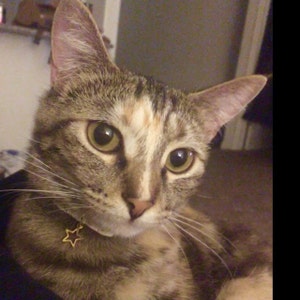 Cat Collar - White With Metallic Gold Stars and Starbursts With a Matte ...