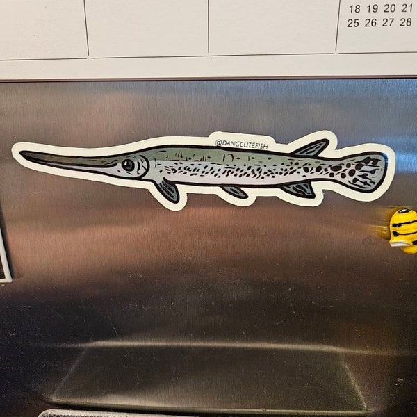 Magnet Set - 7 Cephalopods, Flamboyant Cuttlefish, Pajama Squid ...