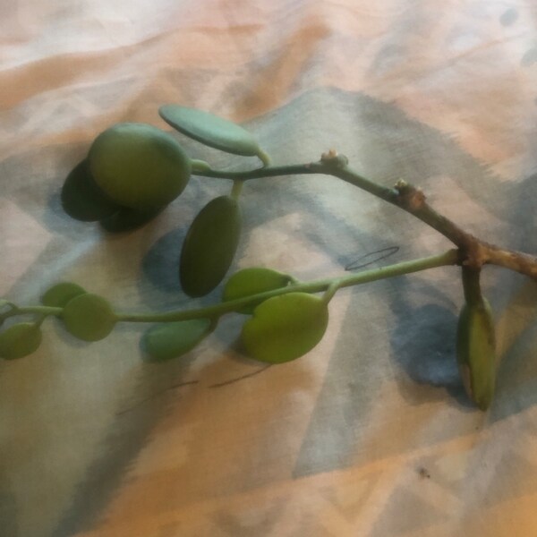 Green String Houseplant String of Coins Indoor or Outdoor Plant Easy ...