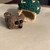 Mouse House Crochet Amigurumi Pattern - Etsy