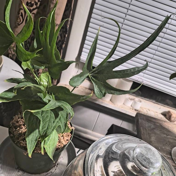 Anthurium Fingers Plant | Live Tropical Houseplant | Outdoor and Indoor ...