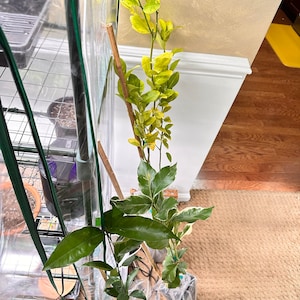 Australian Red Pulp Finger Lime Tree Please Read in Full - Etsy