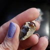 Spiralite Agatized Fossil Seashell: Chalcedony Crystal Shell - Etsy