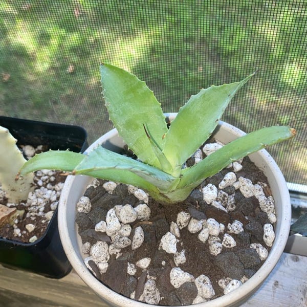 Purple People Eater Mangave STARTER Plant Agave/manfreda Hybrid Great ...