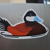 Red Tailed Hawk Sticker, Bird Sticker, Birdwatching Sticker, Birding ...