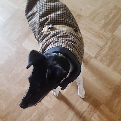 Dog Rugby Shirts. Dog Clothes. Dog Sweatshirts. Dog Outdoor Attire ...