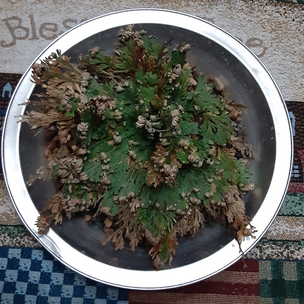 Resurrection Plant | Jericho Flower | Rose of Jericho | Resurrection ...