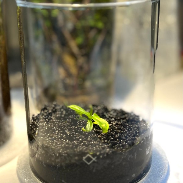 Miniature Tropical Pitcher Plant, Nepenthes Tobaica, Carnivorous ...