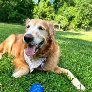 Pomsky or Select Different Breed Outline 1 1/4 - Etsy