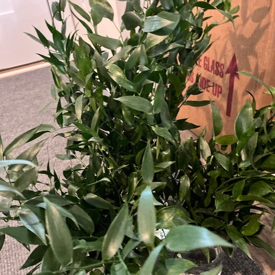 Fresh Italian Ruscus Bundle, Ruscus ACULEATUS , California Flower ...