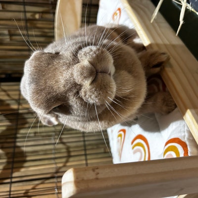 Wooden Rabbit Tunnel - Etsy