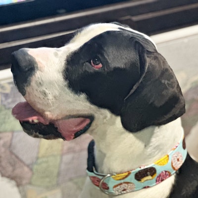 Aztec 2 Inch Dog Collar 1 Inch Wide Dog Collar Large Dog - Etsy