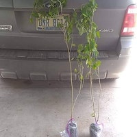 Codakia Orbicularis Aka Tiger Lucine Fossil / Fossilized Whole Bilvalve ...