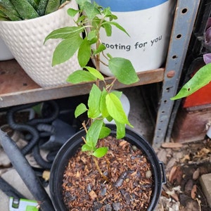 Thai Ginger Plant Alpinia Galanga Ginger Plants to Grow Live - Etsy