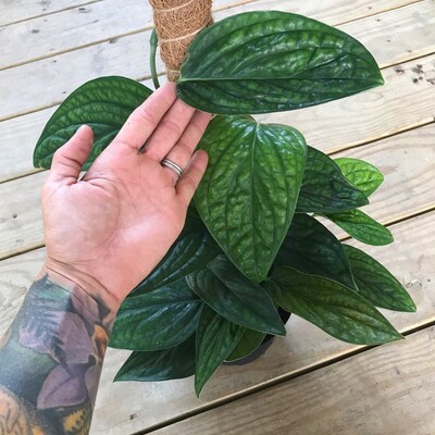 Monstera Peru in 6 Pot, Rare Plant, House Plant - Etsy
