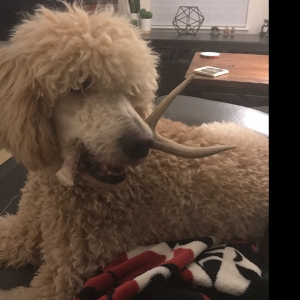 Set #8 Beautiful 3x3 Matched Set Mule Deer Shed Antlers / Mule Elk ...