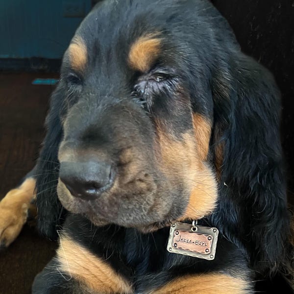 Large Dog Tag - Personalized Pet ID Tag With Hand Stamped and Engraved ...