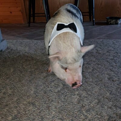 Tuxedo Bow Tie With Soft, Stretchy Band, Mini Pig Clothes, Pot Belly ...