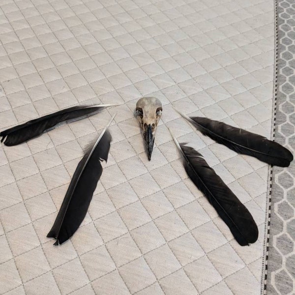 Ten Carrion Crow Spine Bones for Jewellery Crafts - Etsy